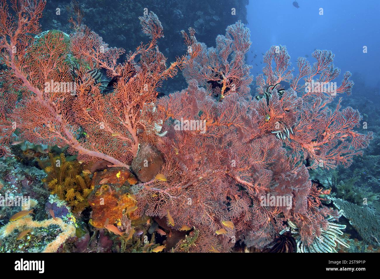 Red Sea Fan (Melithaea ochracea) Red Sea Fan in colourful healthy ...