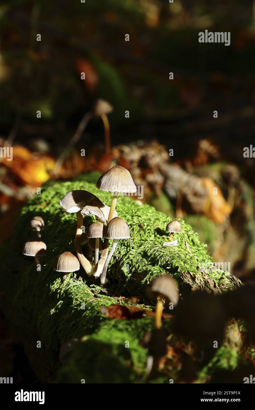 Mica tintling, common mica tintling (Coprinellus micaceus), on mossy ...