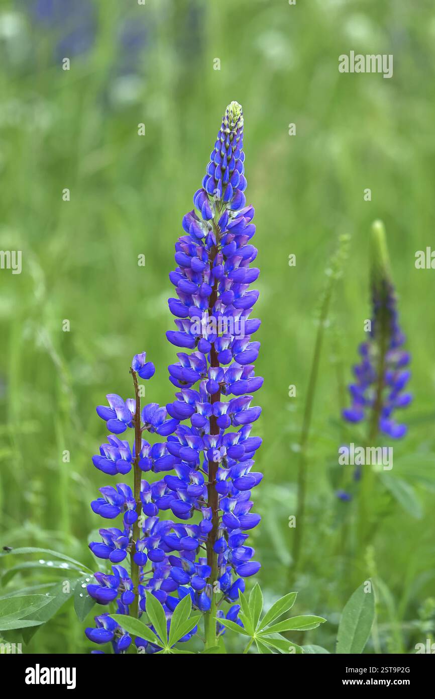 Large-leaved lupin, also known as perennial lupin (Lupinus polyphyllus ...