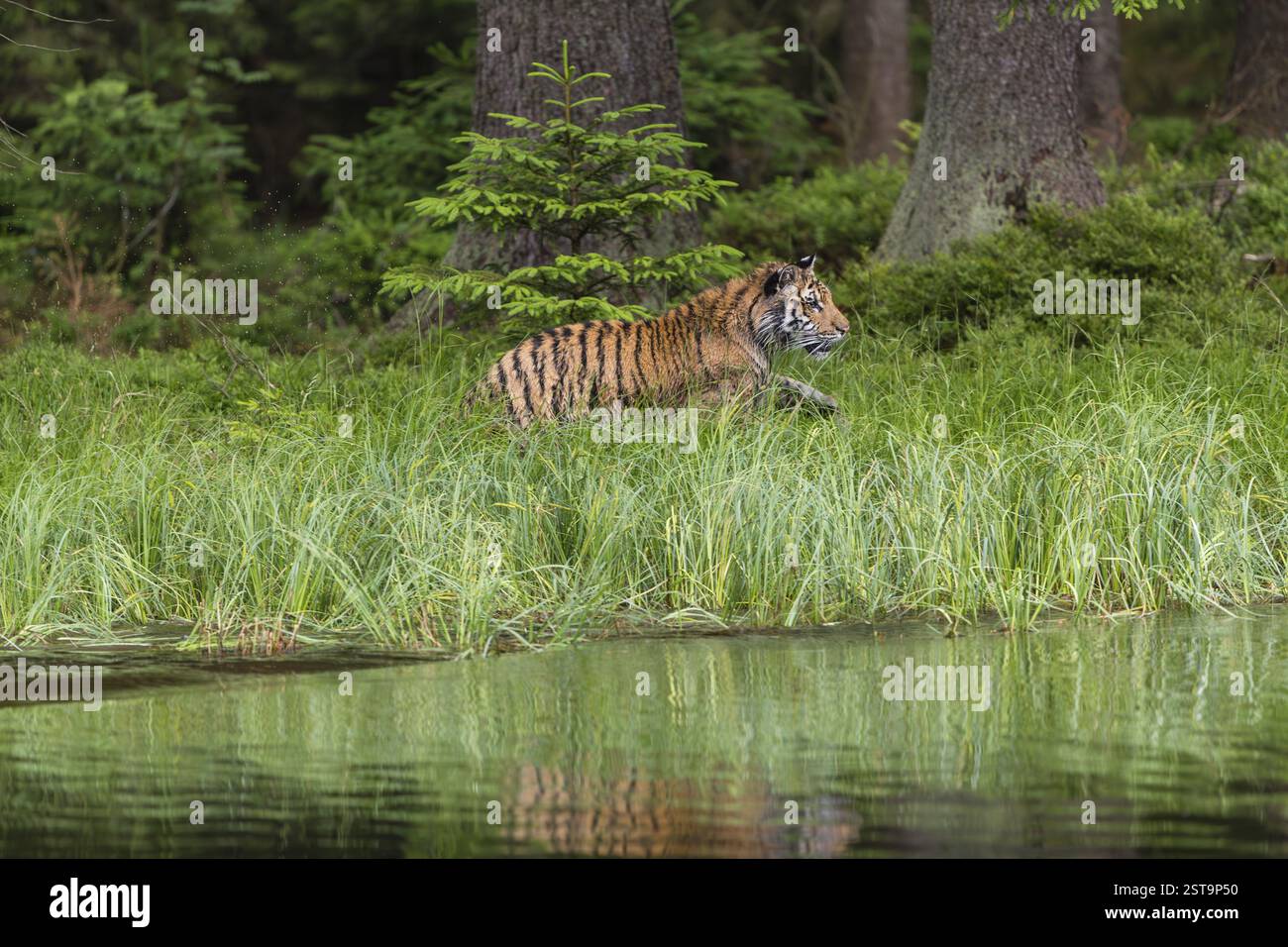 One young female Siberian Tiger, Panthera tigris altaica, running thru ...