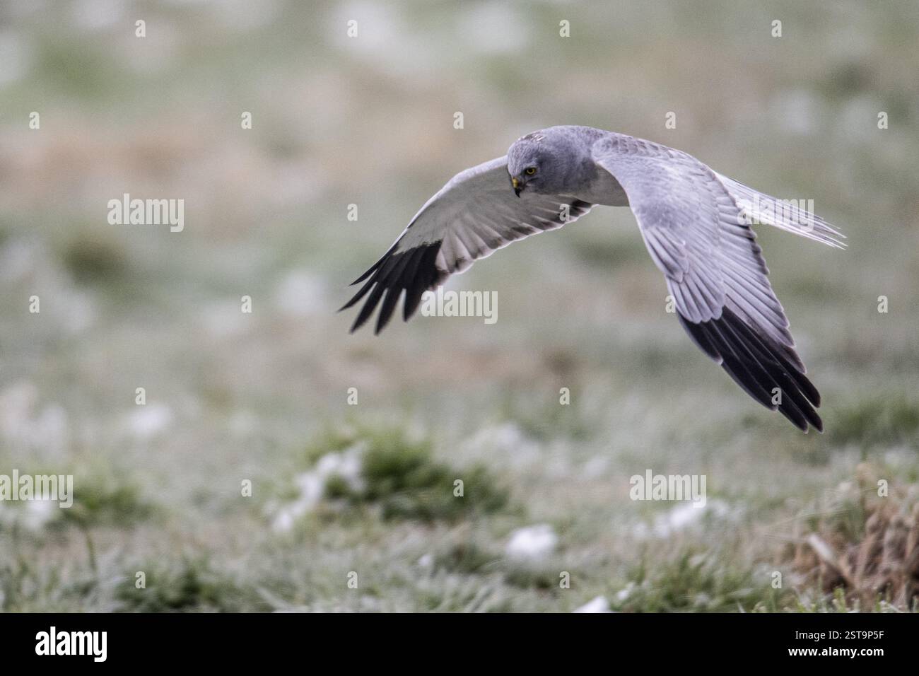 Hen harrier (Circus cyaneus), male, flying, Emsland, Lower Saxony ...