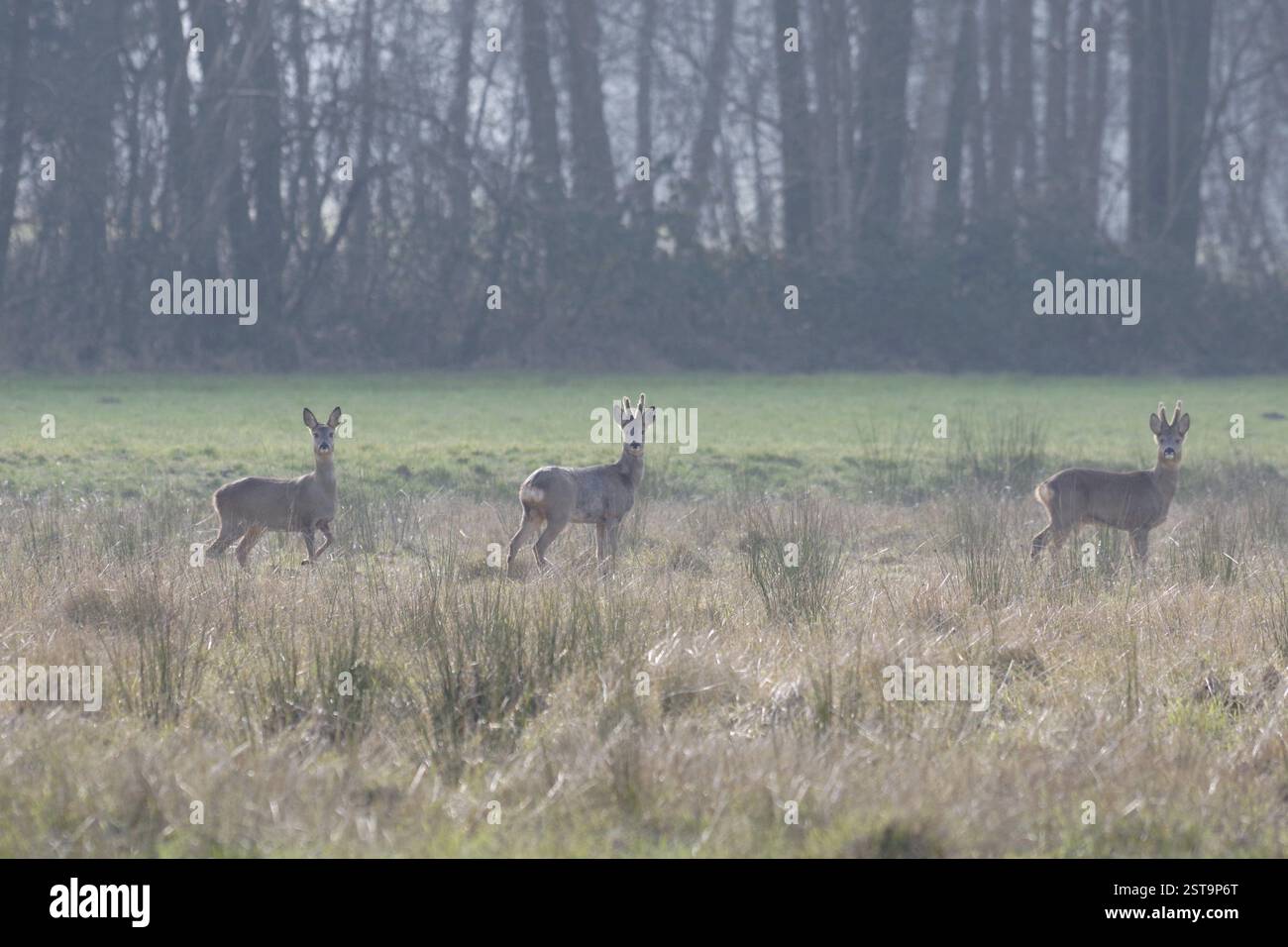 Roe deer (Capreolus capreolus), doe, roebuck, meadow, winter, Germany ...