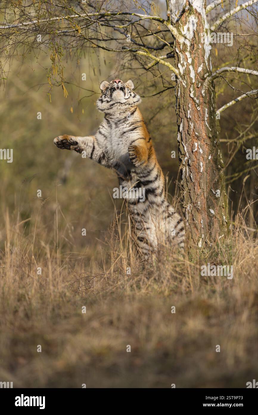 One young female Siberian Tiger, Panthera tigris altaica, climbing up a ...