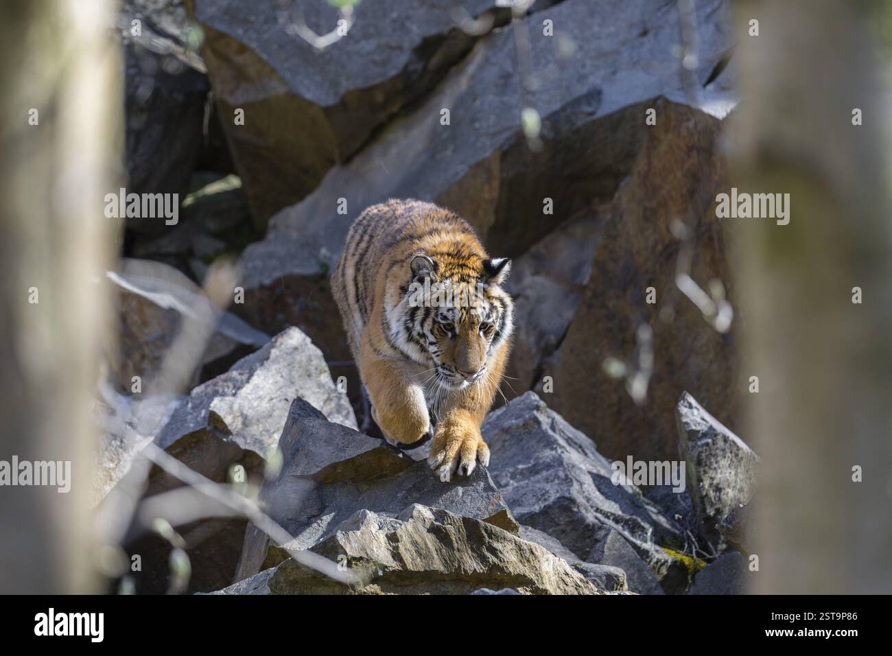 One young female Siberian Tiger, Panthera tigris altaica, walking over ...