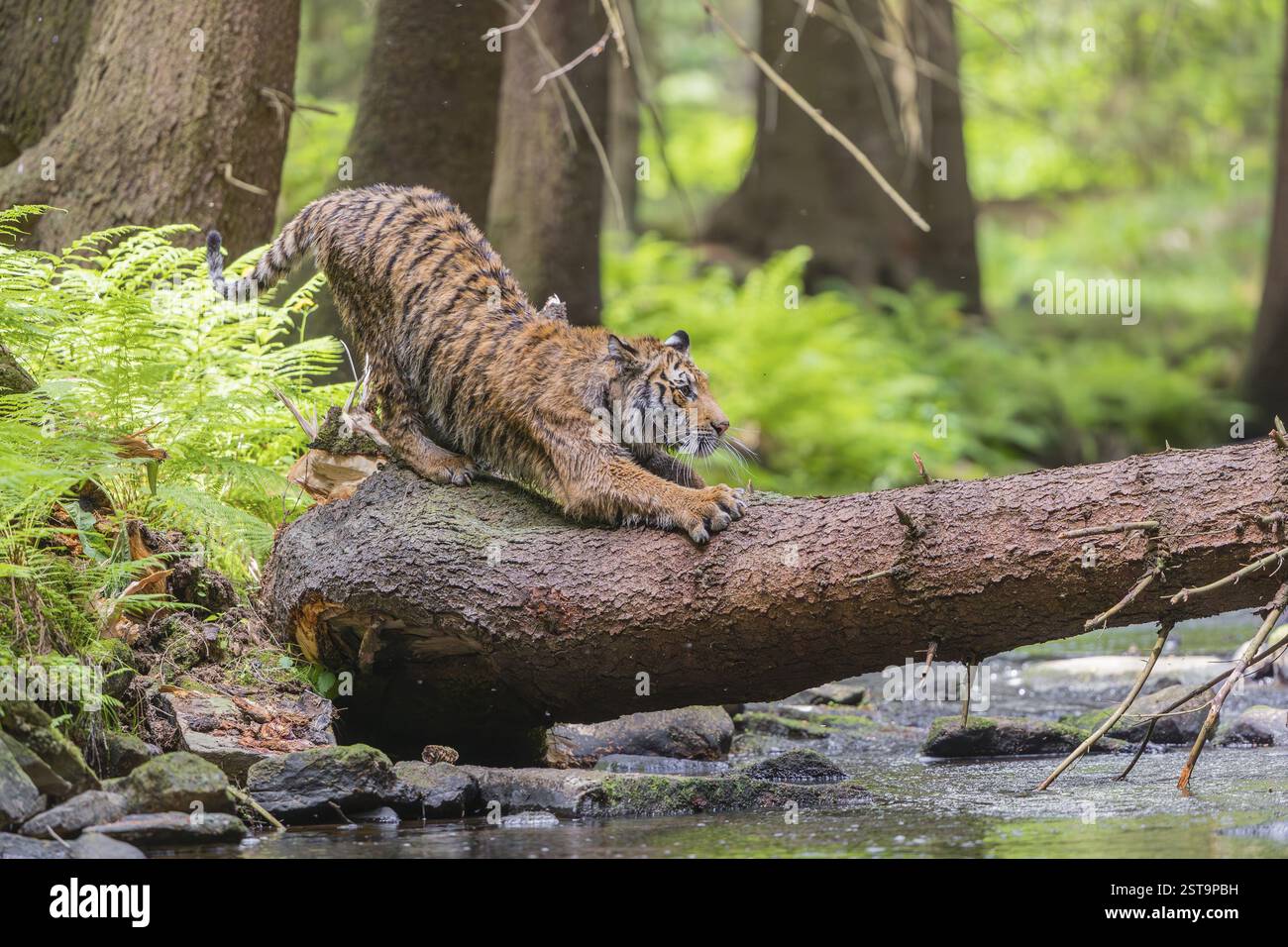 One young female Siberian Tiger, Panthera tigris altaica, sharpening ...
