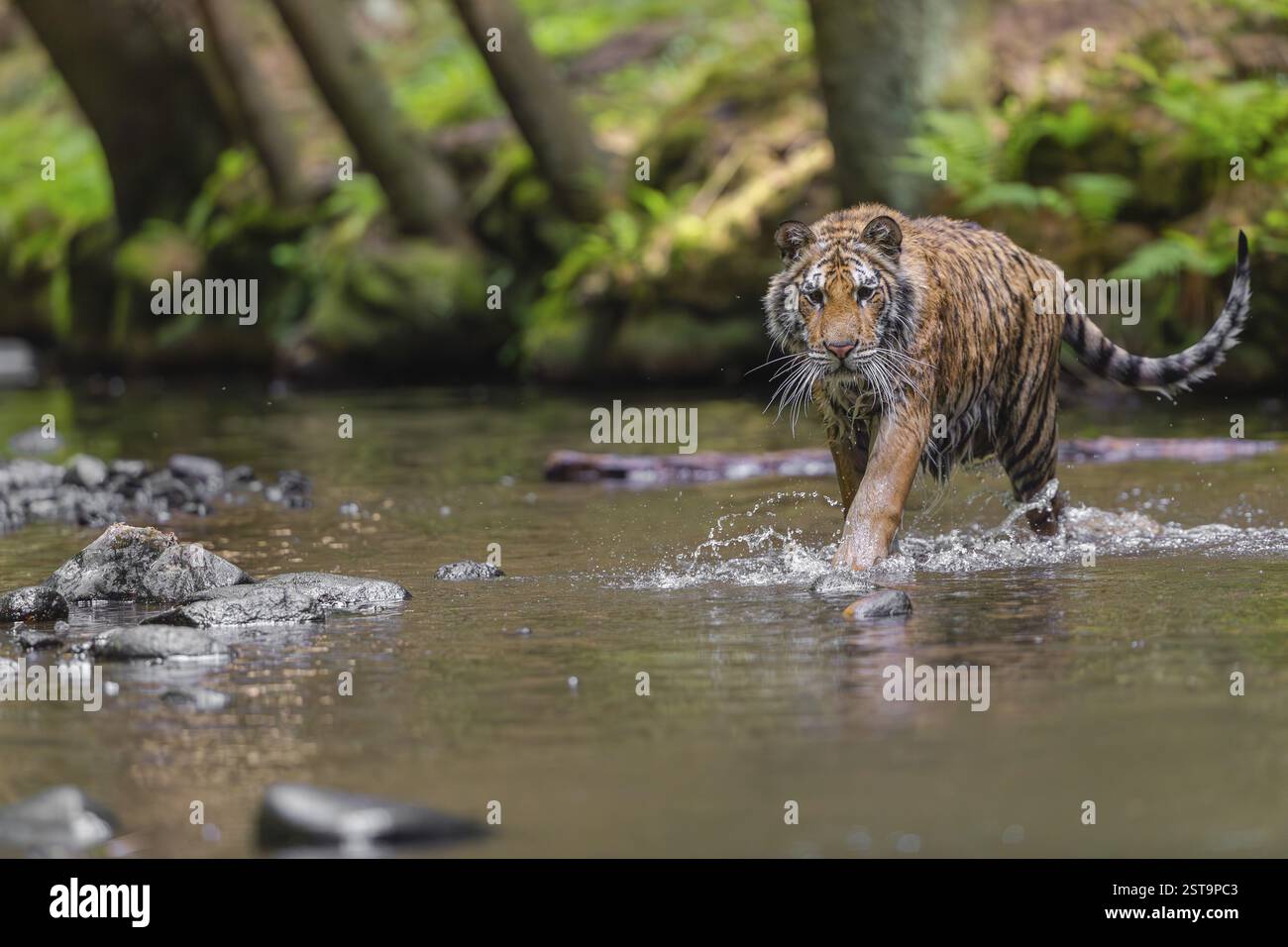 One young female Siberian Tiger, Panthera tigris altaica, walking thru ...