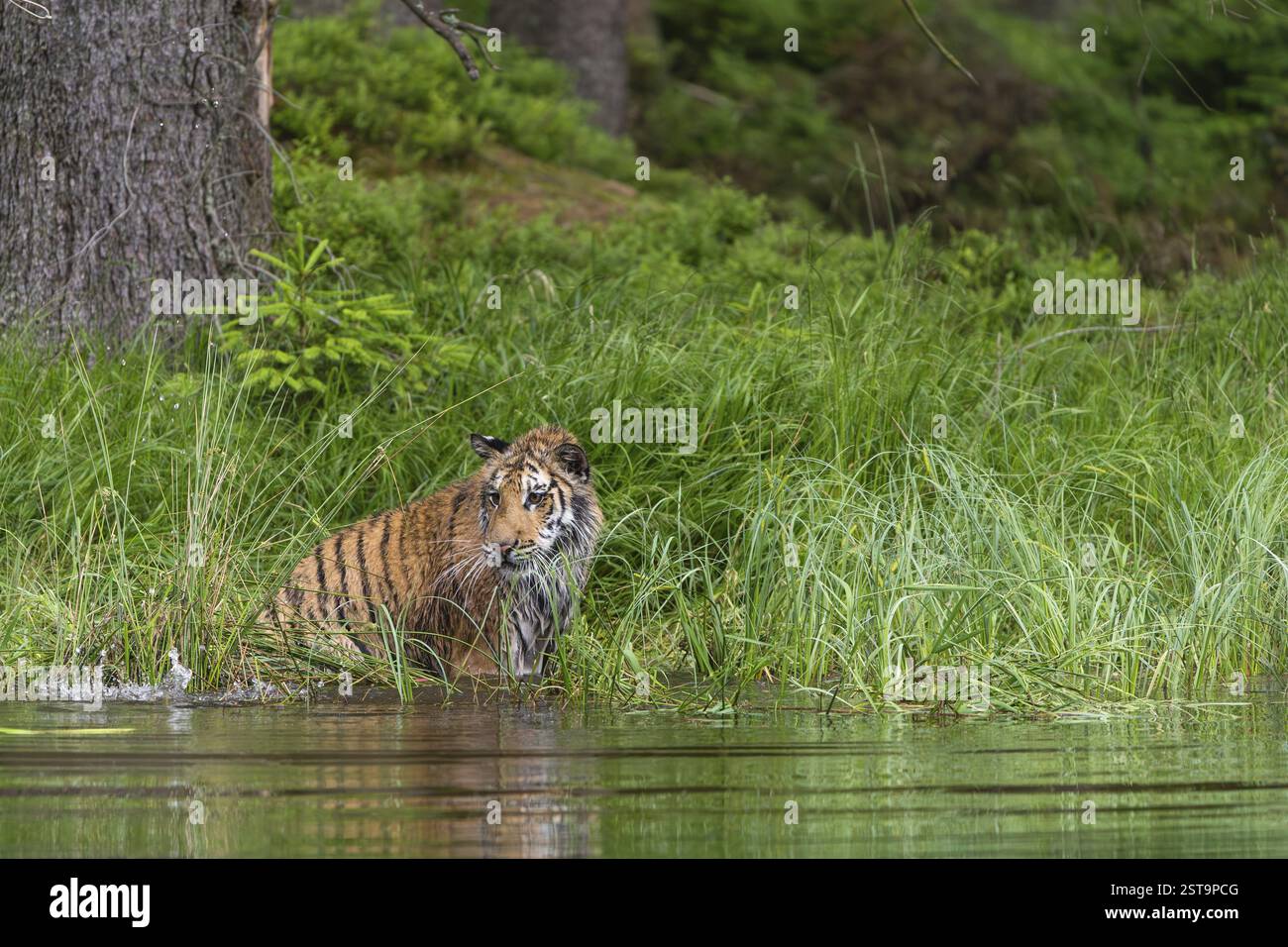 One young female Siberian Tiger, Panthera tigris altaica, running thru ...