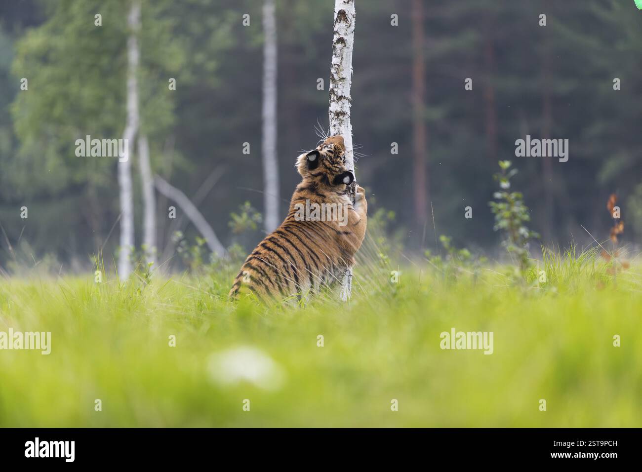 One young female Siberian Tiger, Panthera tigris altaica, sharpening ...