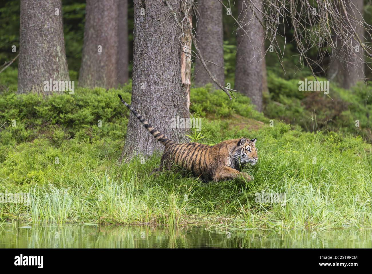 Lush forest young pine trees hi-res stock photography and images - Alamy