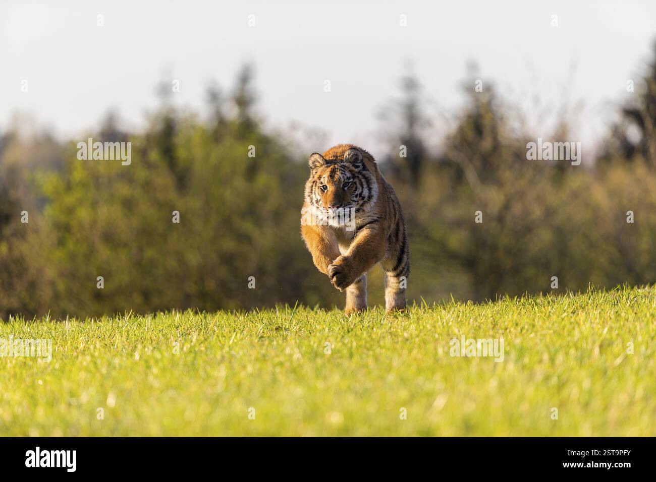 One young female Siberian Tiger, Panthera tigris altaica, running over ...