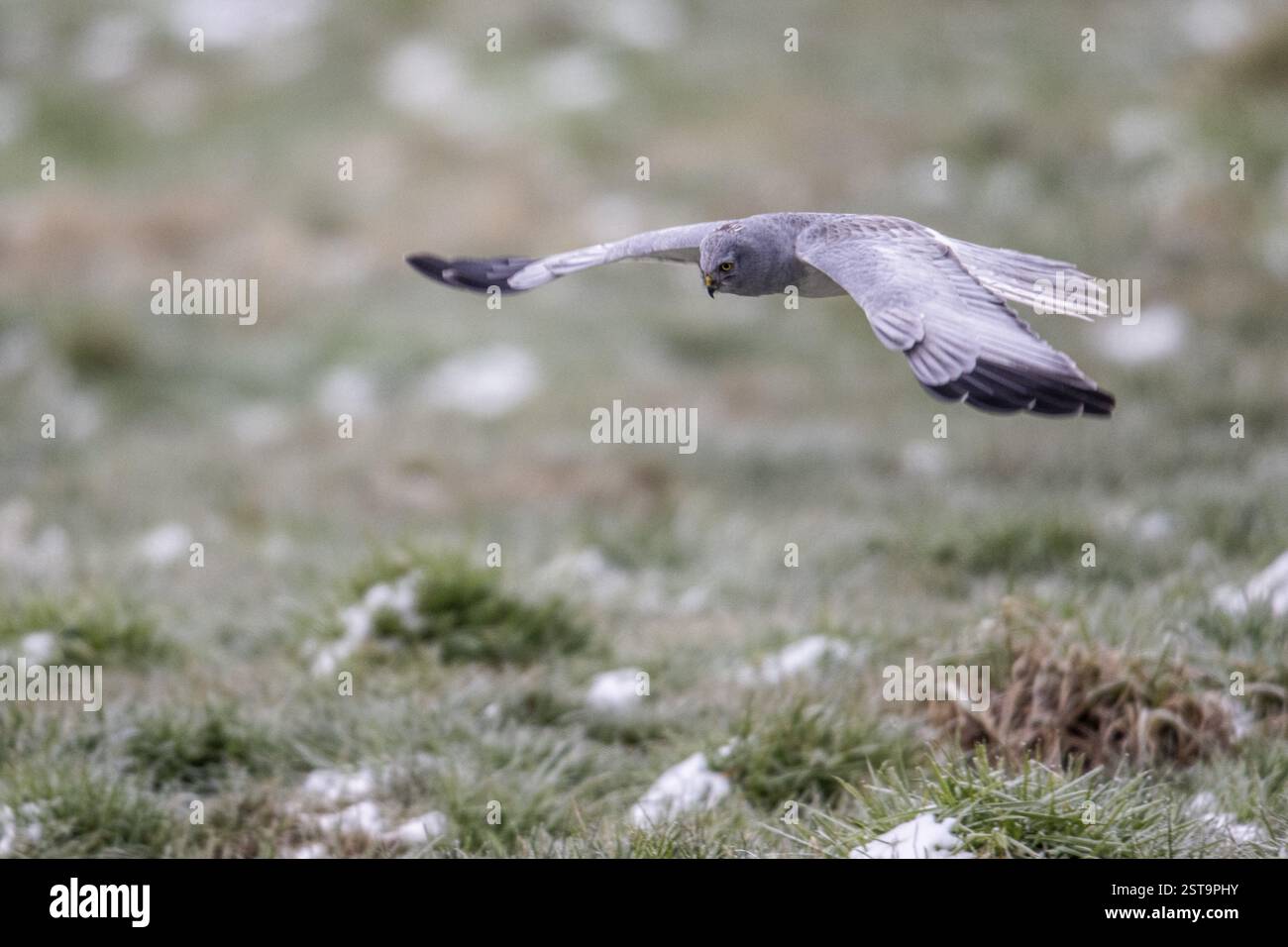 Hen harrier (Circus cyaneus), male, flying, Emsland, Lower Saxony ...