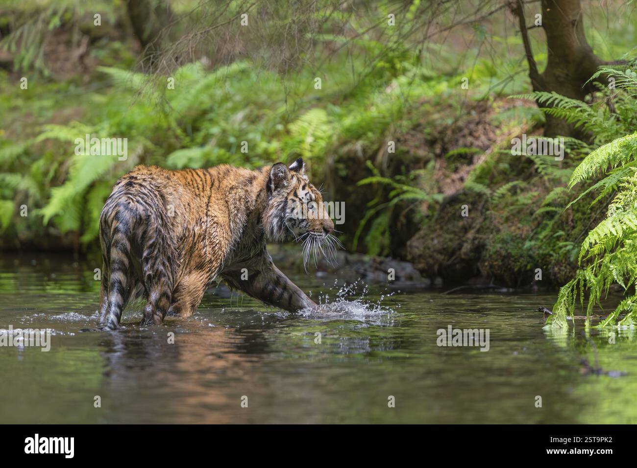 One young female Siberian Tiger, Panthera tigris altaica, walking thru ...