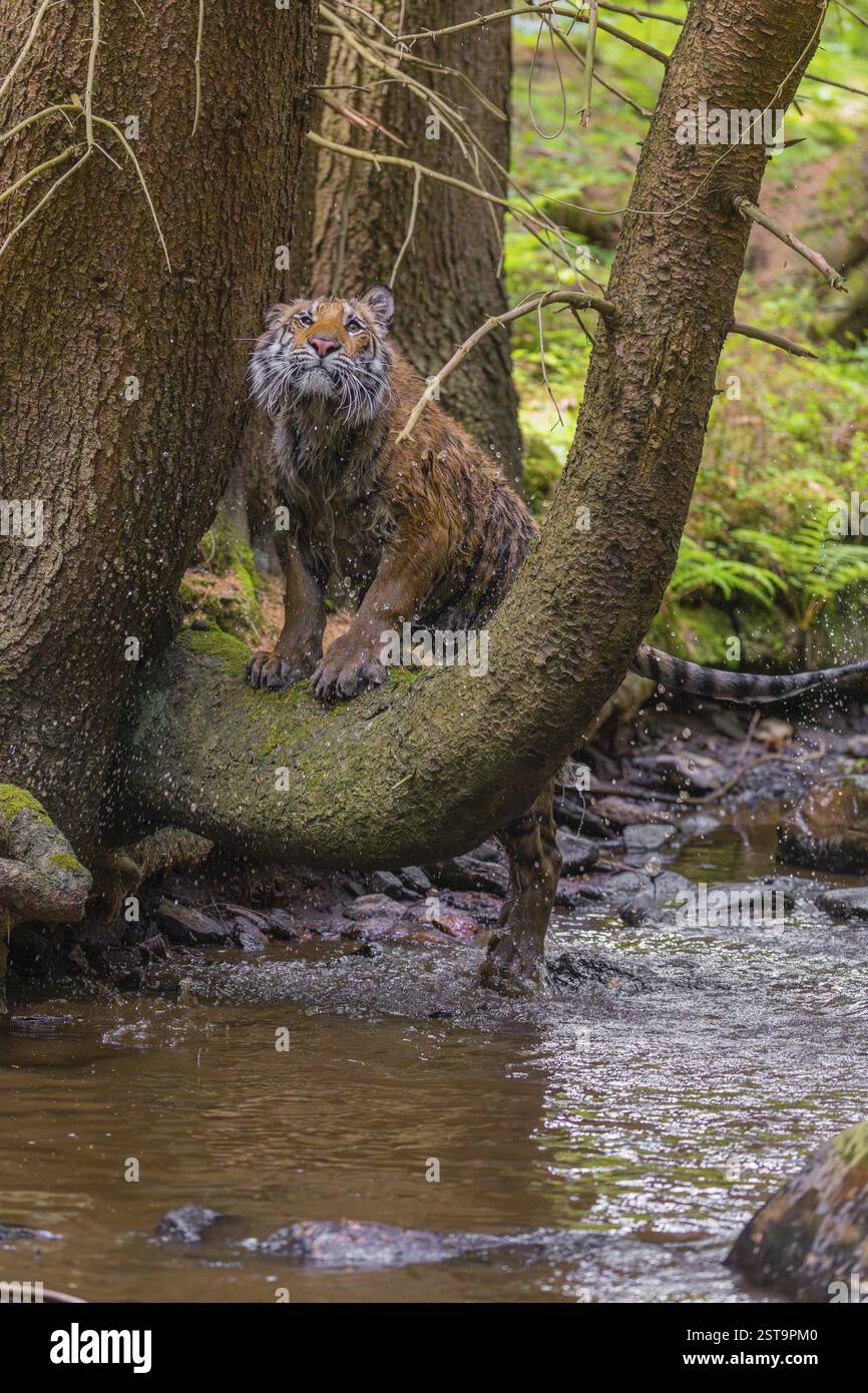 One young female Siberian Tiger, Panthera tigris altaica, standing on a ...