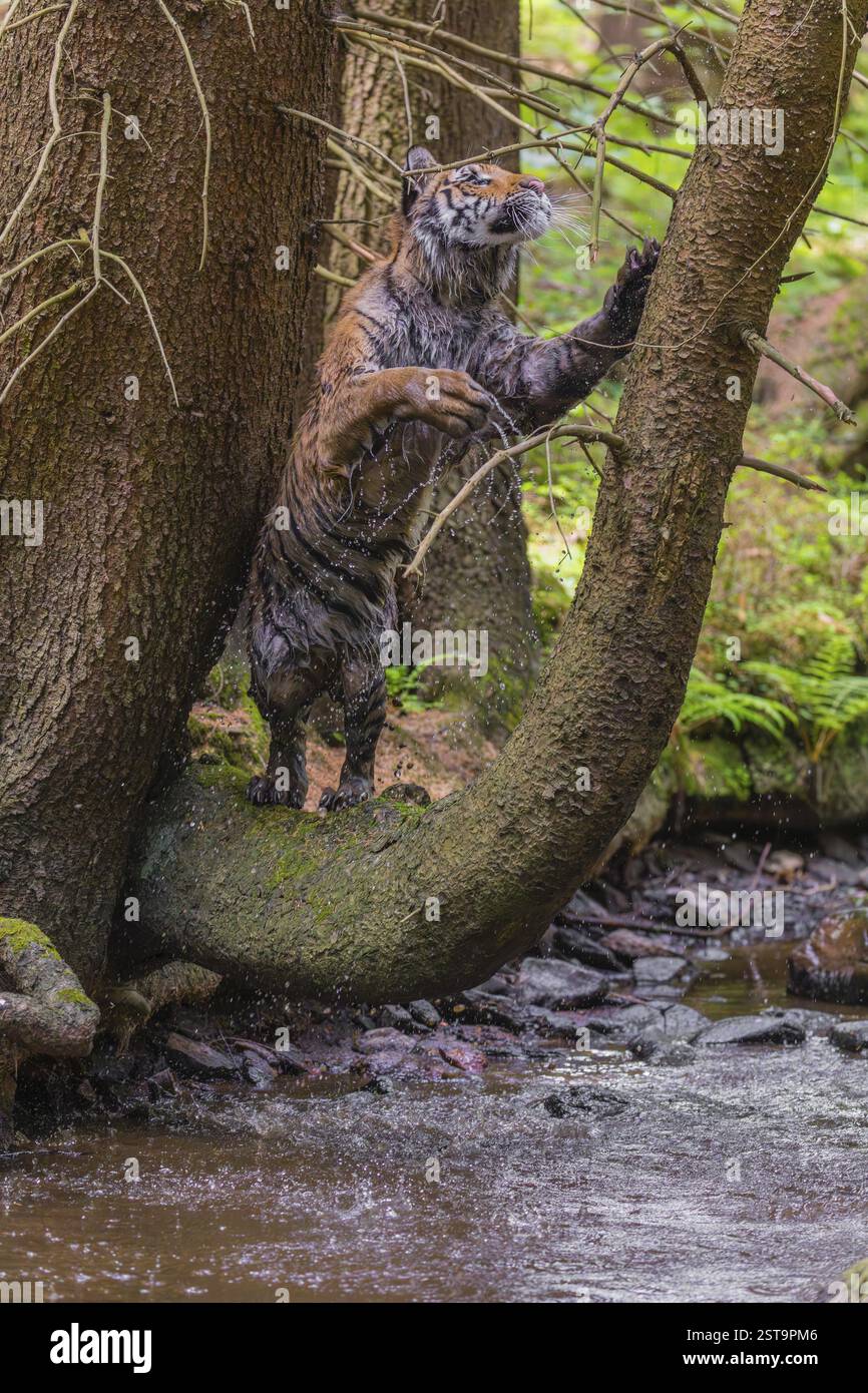 One young female Siberian Tiger, Panthera tigris altaica, standing on a ...