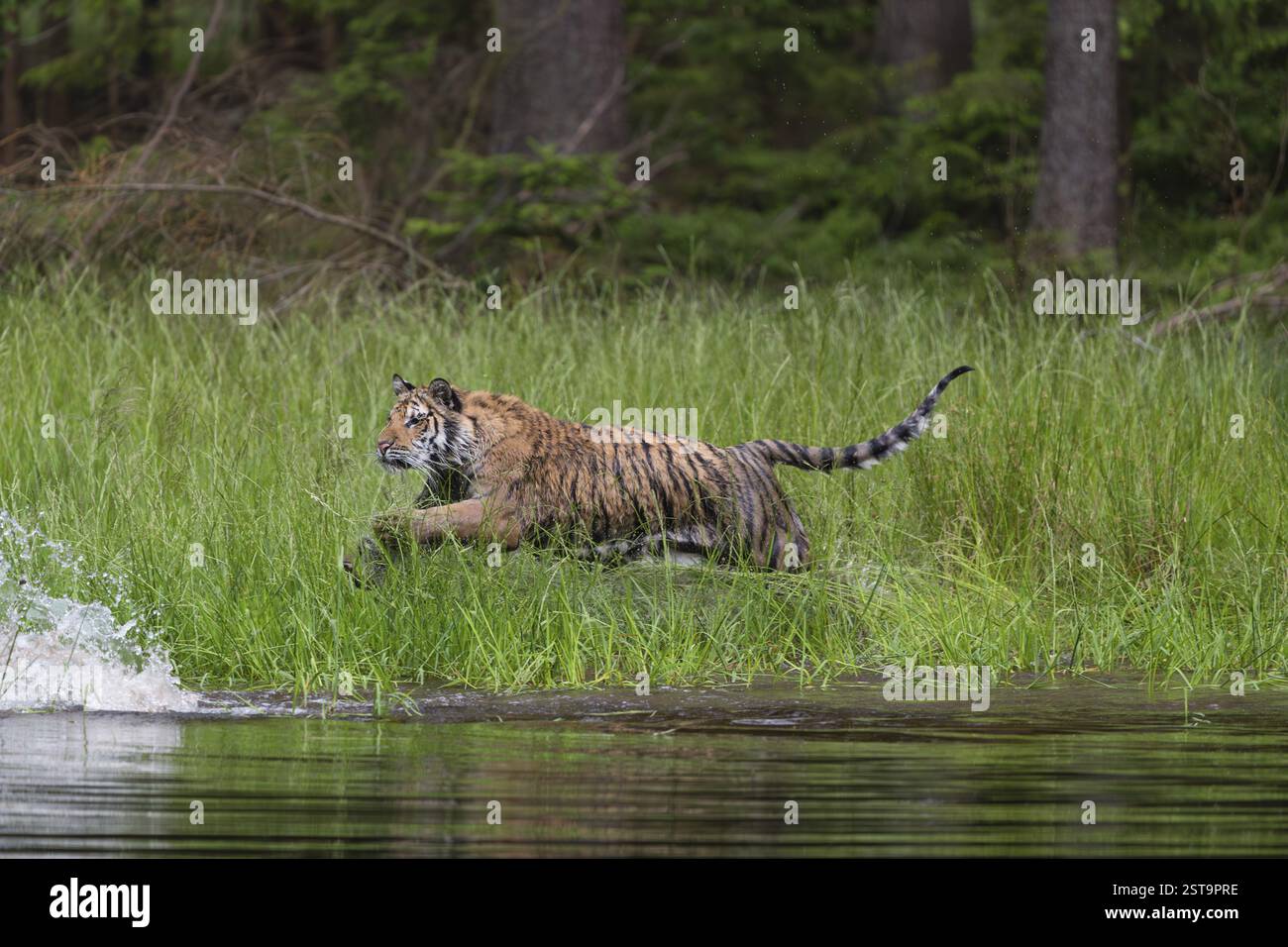 One young female Siberian Tiger, Panthera tigris altaica, running thru ...
