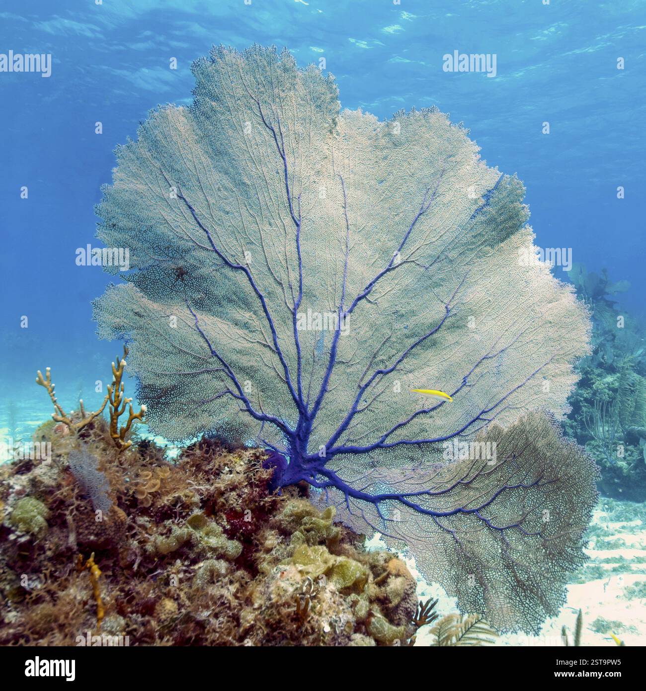 Caribbean fan coral Venus fan (Gorgonia ventalina) in shallow in third ...