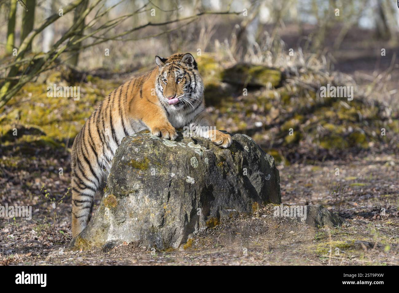 One young female Siberian Tiger, Panthera tigris altaica, posing on top ...