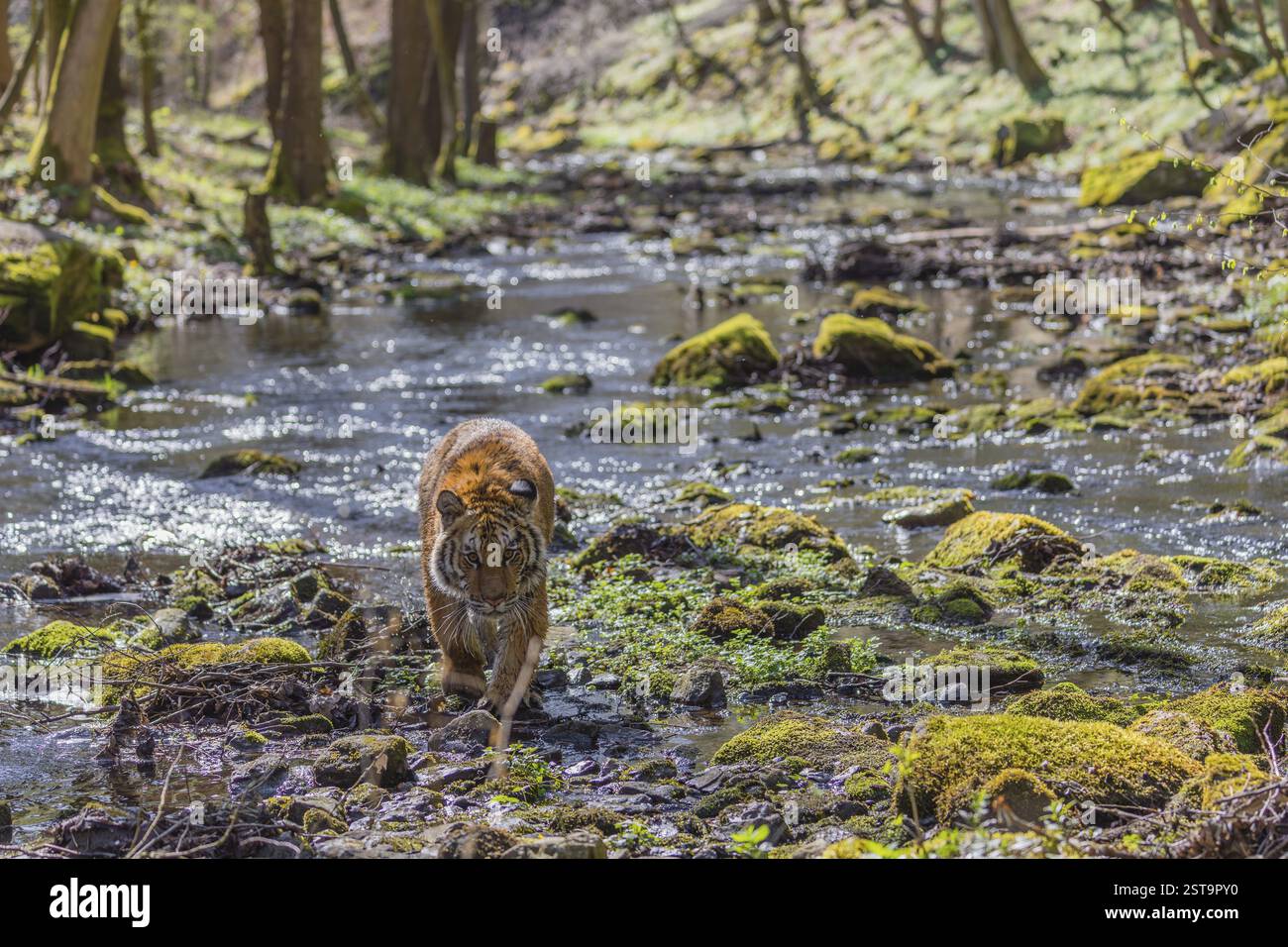 One young female Siberian Tiger, Panthera tigris altaica, standing on ...