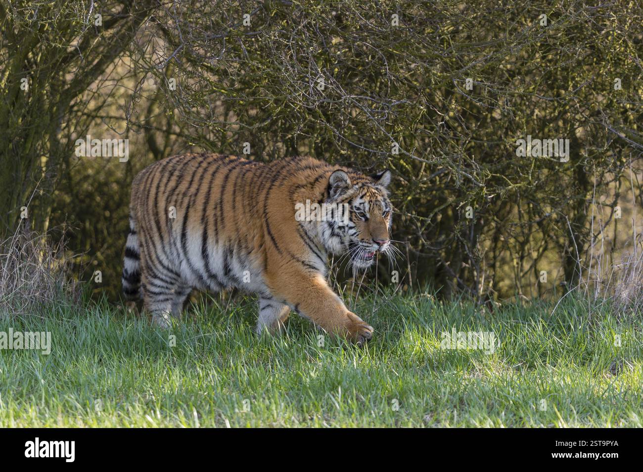 One young female Siberian Tiger, Panthera tigris altaica, walking over ...
