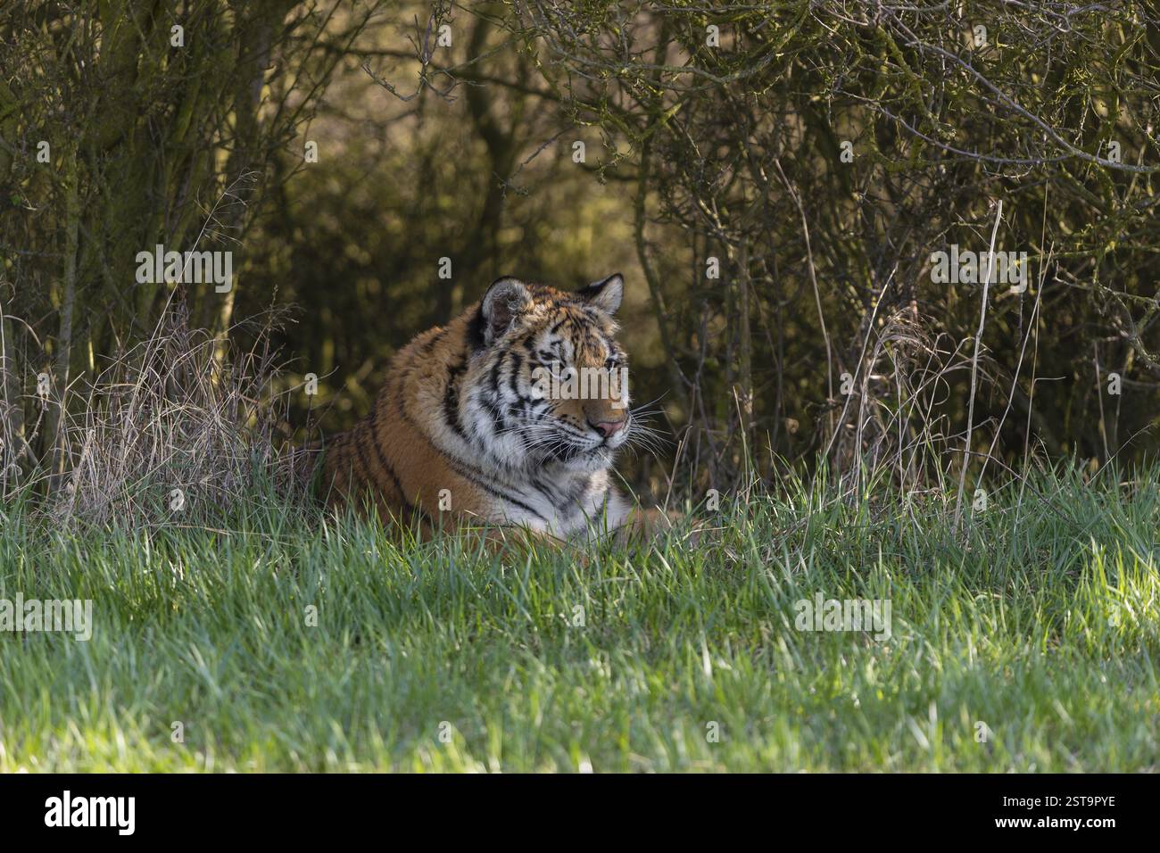 One young female Siberian Tiger, Panthera tigris altaica, hiding in a ...