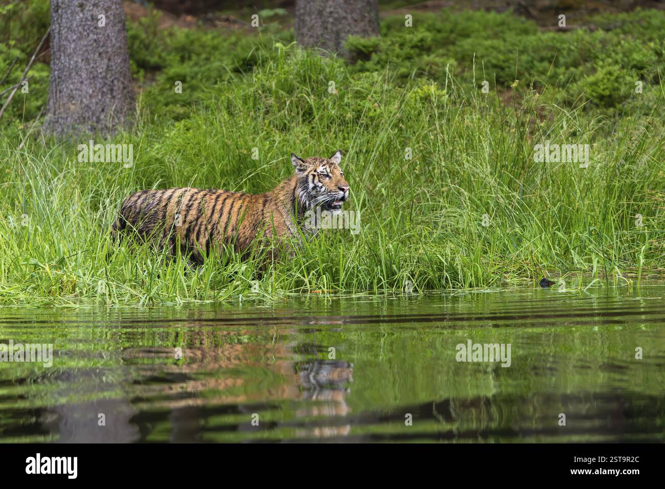 One young female Siberian Tiger, Panthera tigris altaica, standing in ...