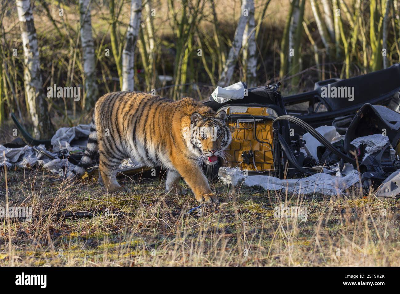 One young female Siberian Tiger, Panthera tigris altaica, walking thru ...