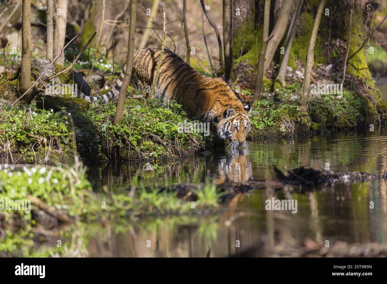 One young female Siberian Tiger, Panthera tigris altaica, standing on ...