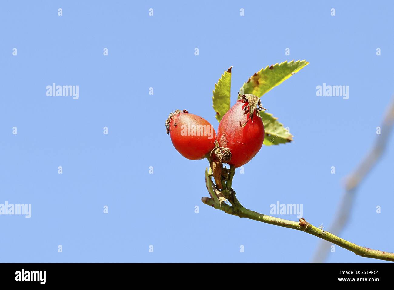 Ripe rosehip fruit of the dog rose (Rosa canina) on a branch, Wilnsdorf ...