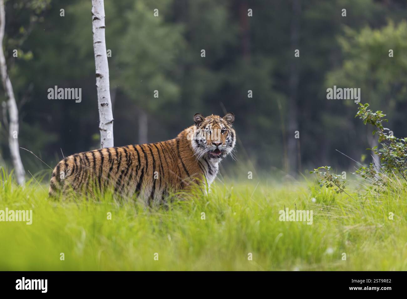 One young female Siberian Tiger, Panthera tigris altaica, standing in ...