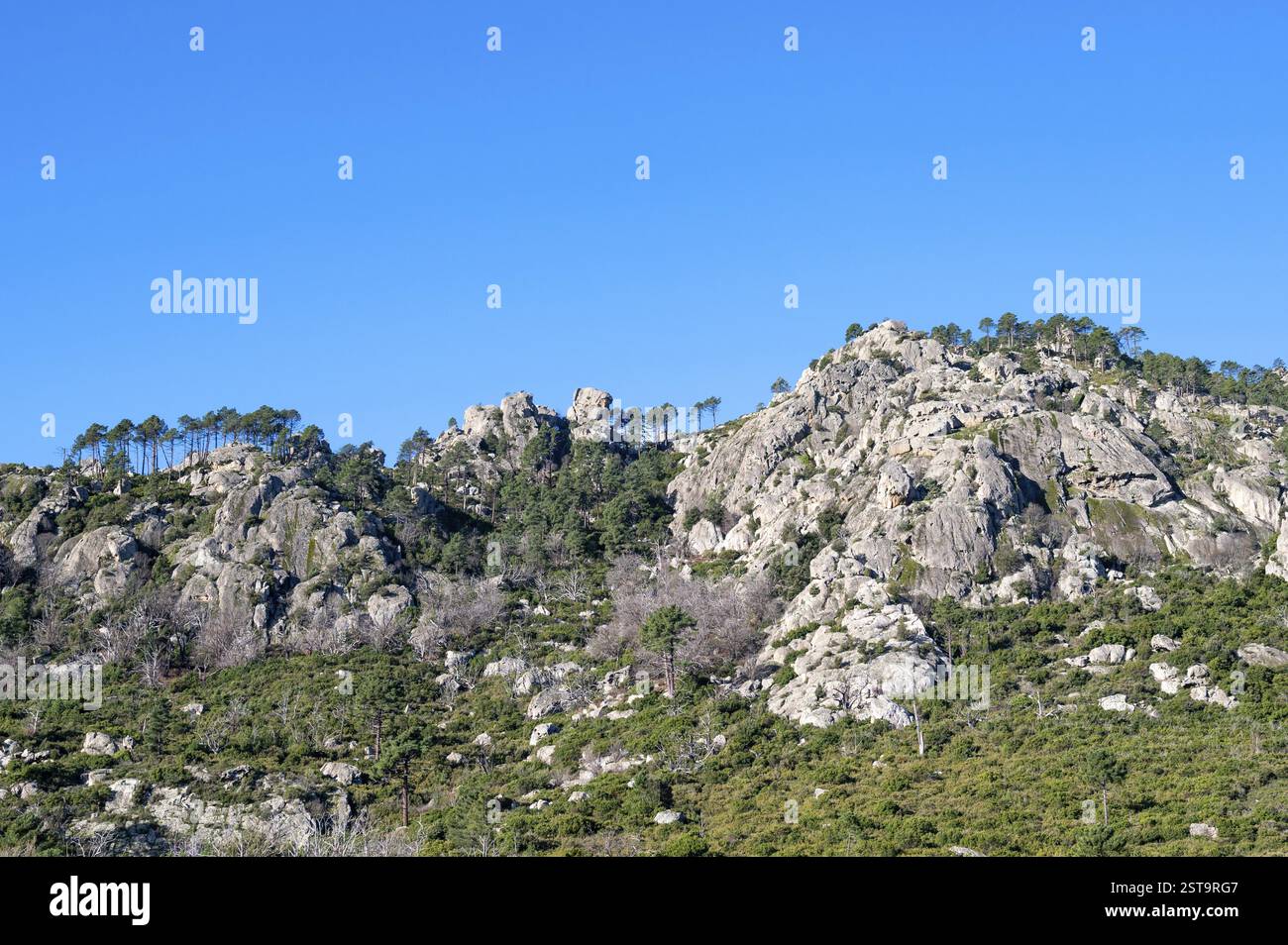 Typical Corsican landscape with pine trees clinging to weathered ...