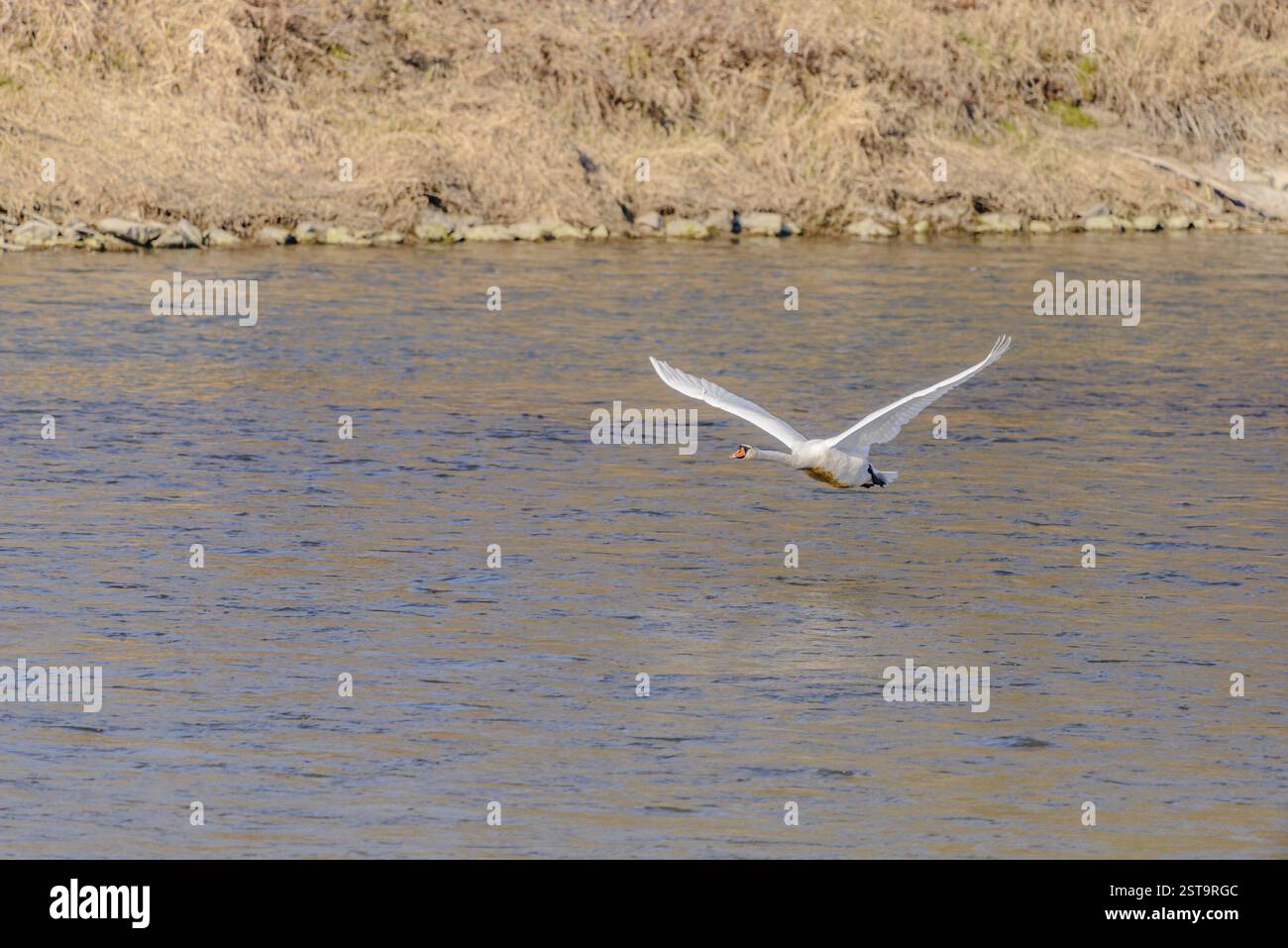 A swan flies close above the water of a river, in a natural environment ...