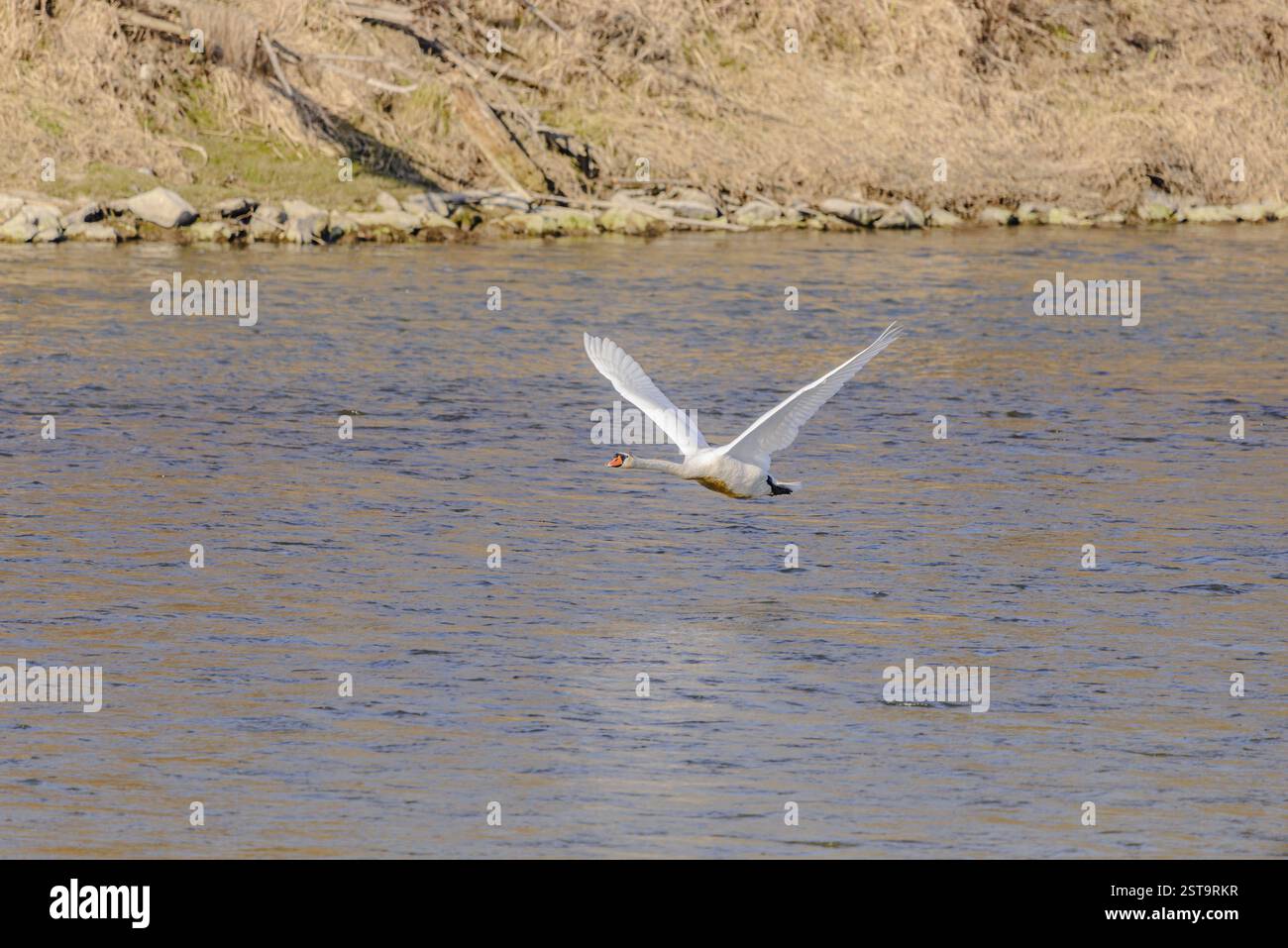 A swan floats with outstretched wings over the water of a river ...