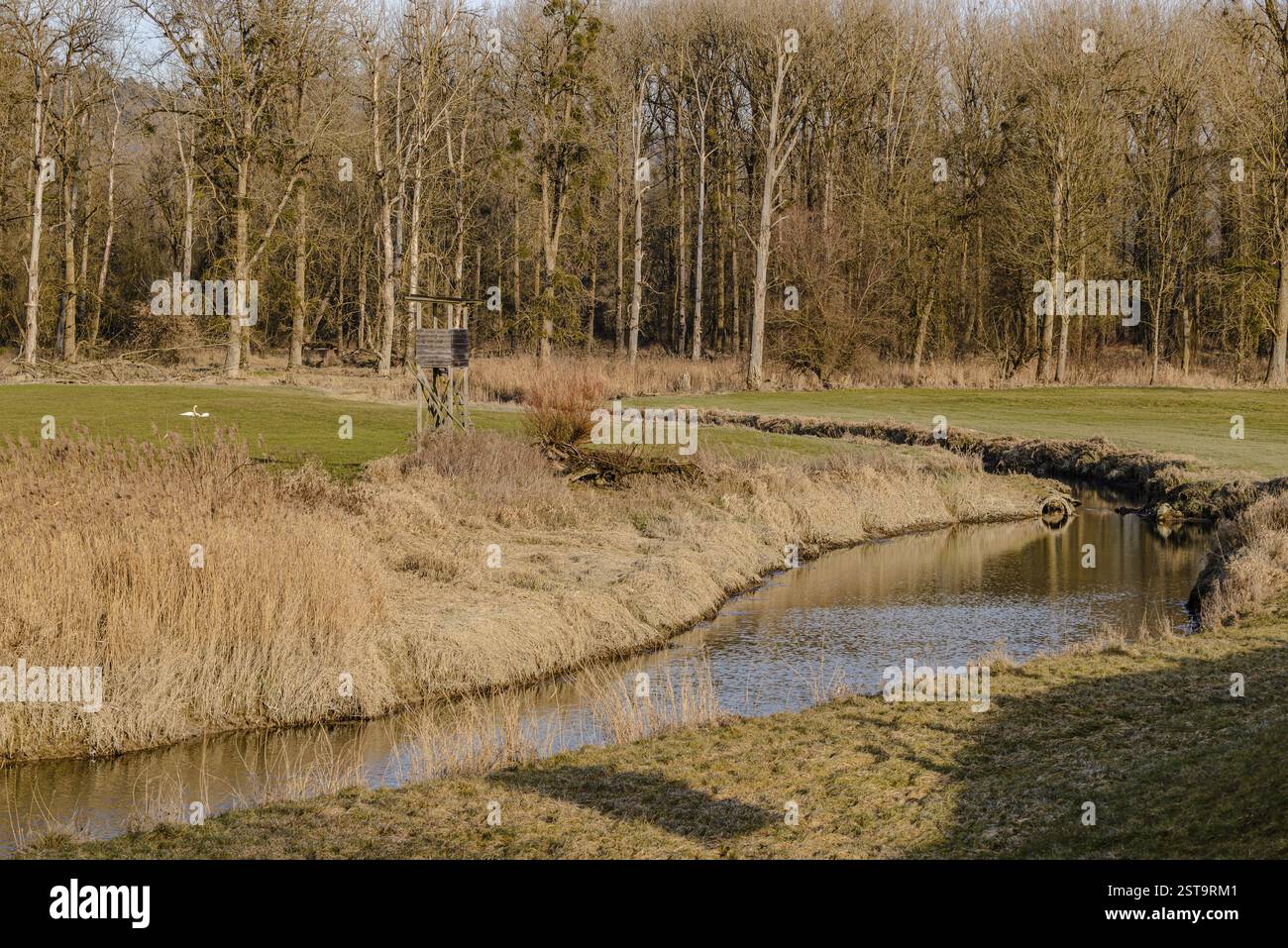 Stream flows through a landscape with trees and fields, Isar meadows ...