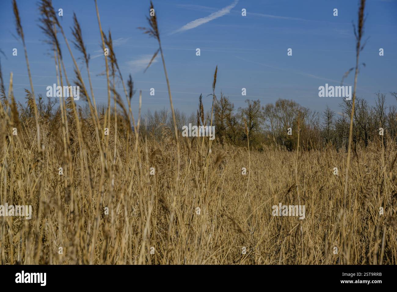 Large reed field under a blue sky with a few clouds, Isar floodplains ...
