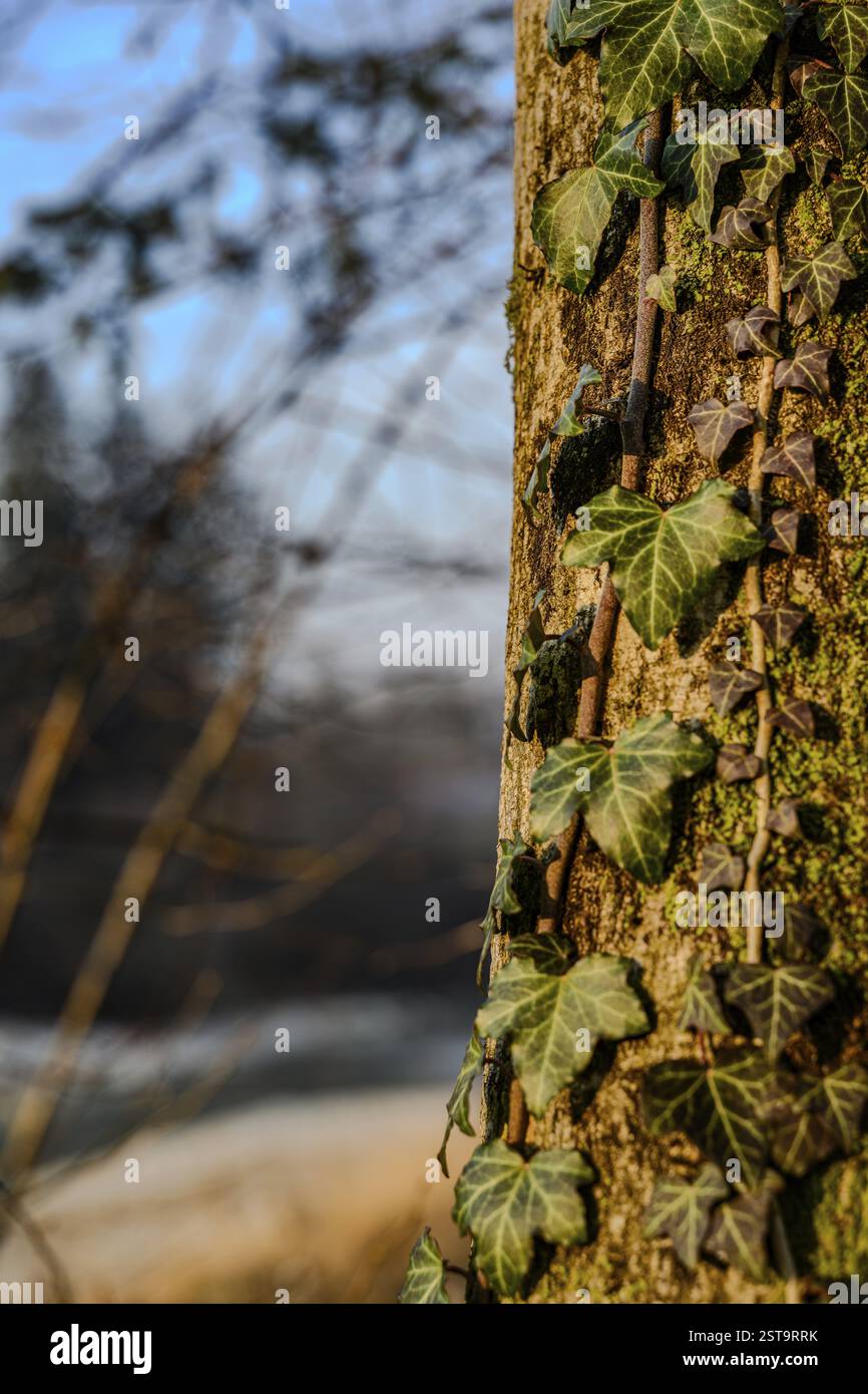 Ivy growing on a tree trunk, with a clear focus on the green leaves and ...