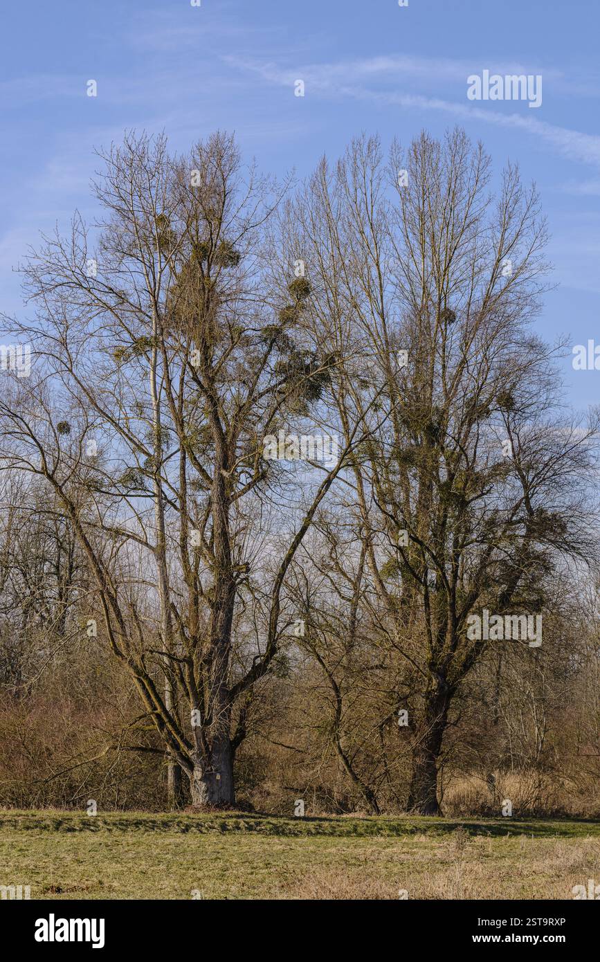 Two tall trees with sparse branches stand under a clear blue sky, Isar ...
