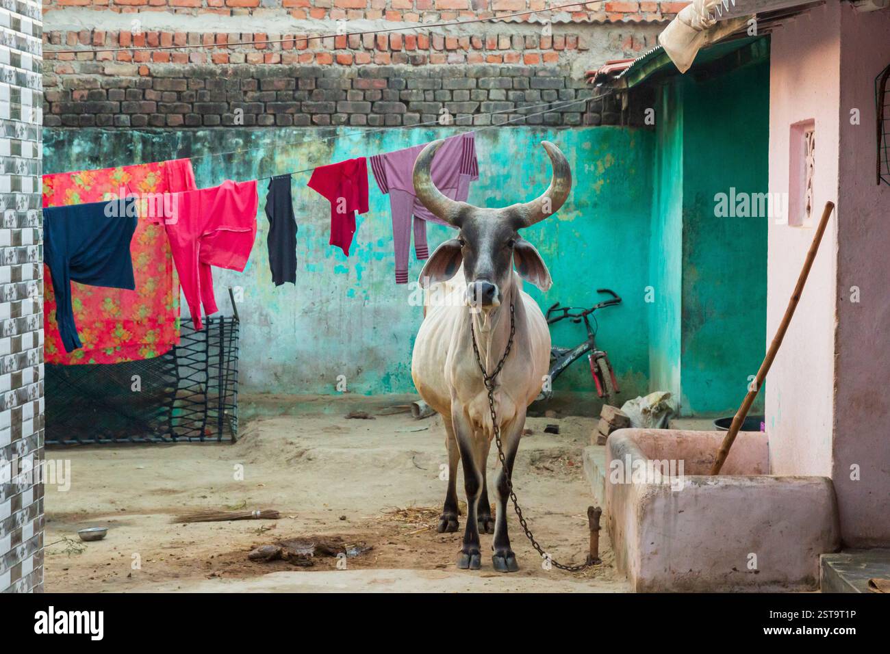 Asia, India, North Gujarat.Rann. Kankrej Taluka. Kankrej Cattle Stock ...