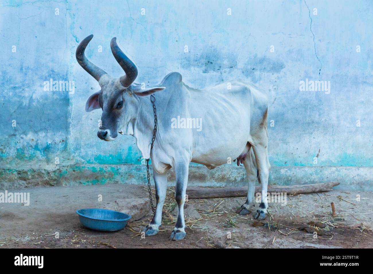 Asia, India, North Gujarat.Rann. Kankrej Taluka. Kankrej Cattle Stock ...