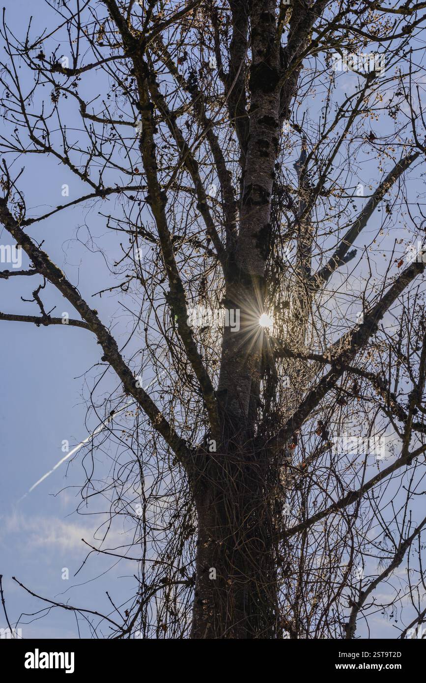 Sun standing behind tree, making visible through the branches, Isar ...
