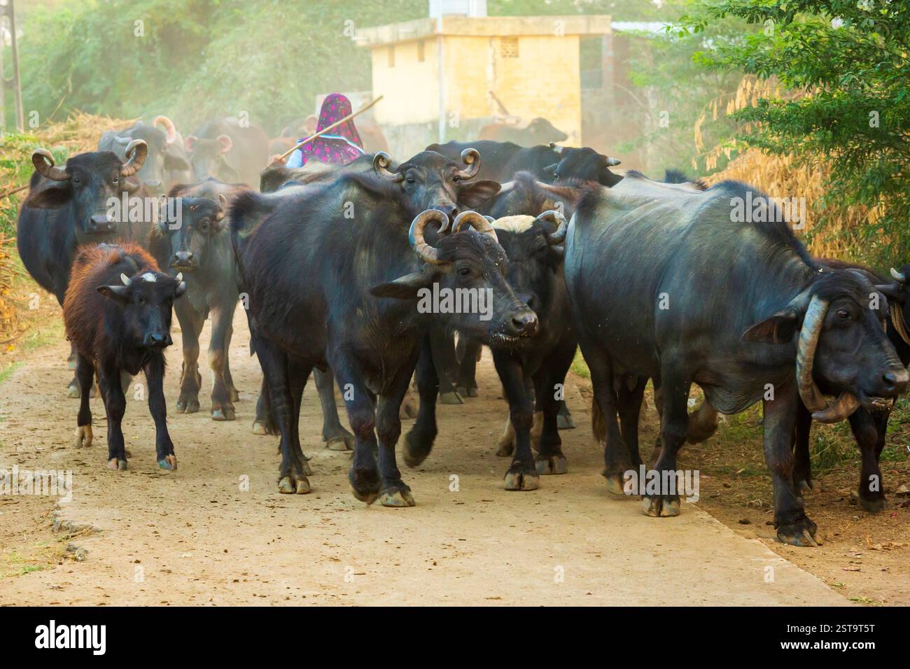 Asia, India, Gujarat,Dasada. Rabari, Mir tribes people. Traditional ...