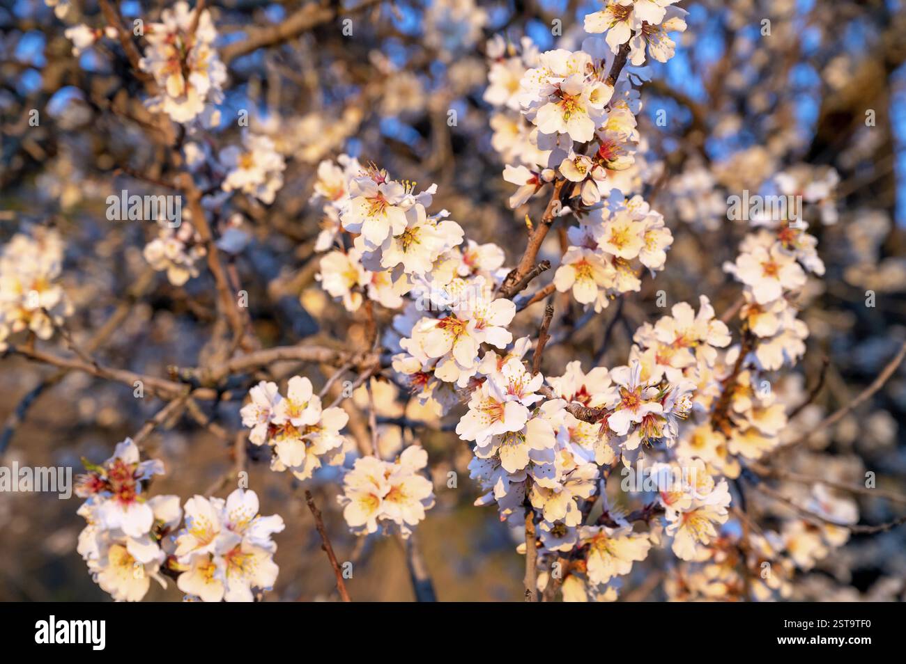 Almond blossom (Prunus dulcis) in spring near Venaco, Corsica Regional ...
