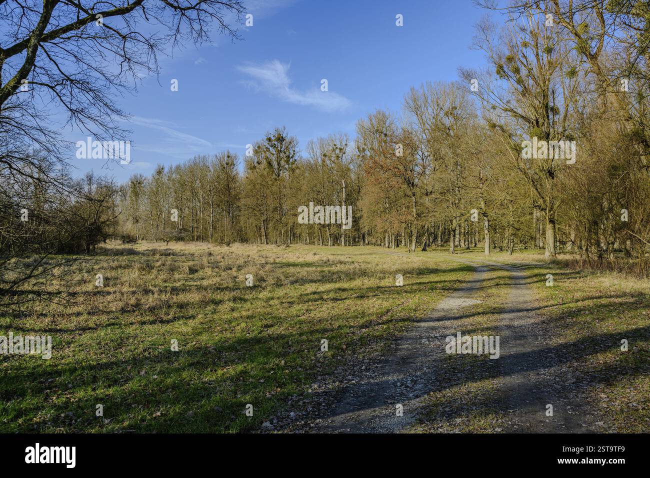 The path leads through a forest clearing under a clear blue sky, Isar meadows Stock Photo - Alamy