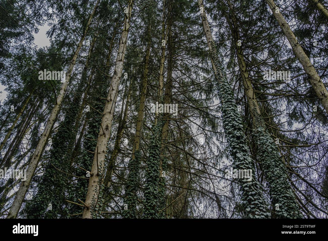 Tall fir trees in the dense forest, rising against the sky, Ainring ...