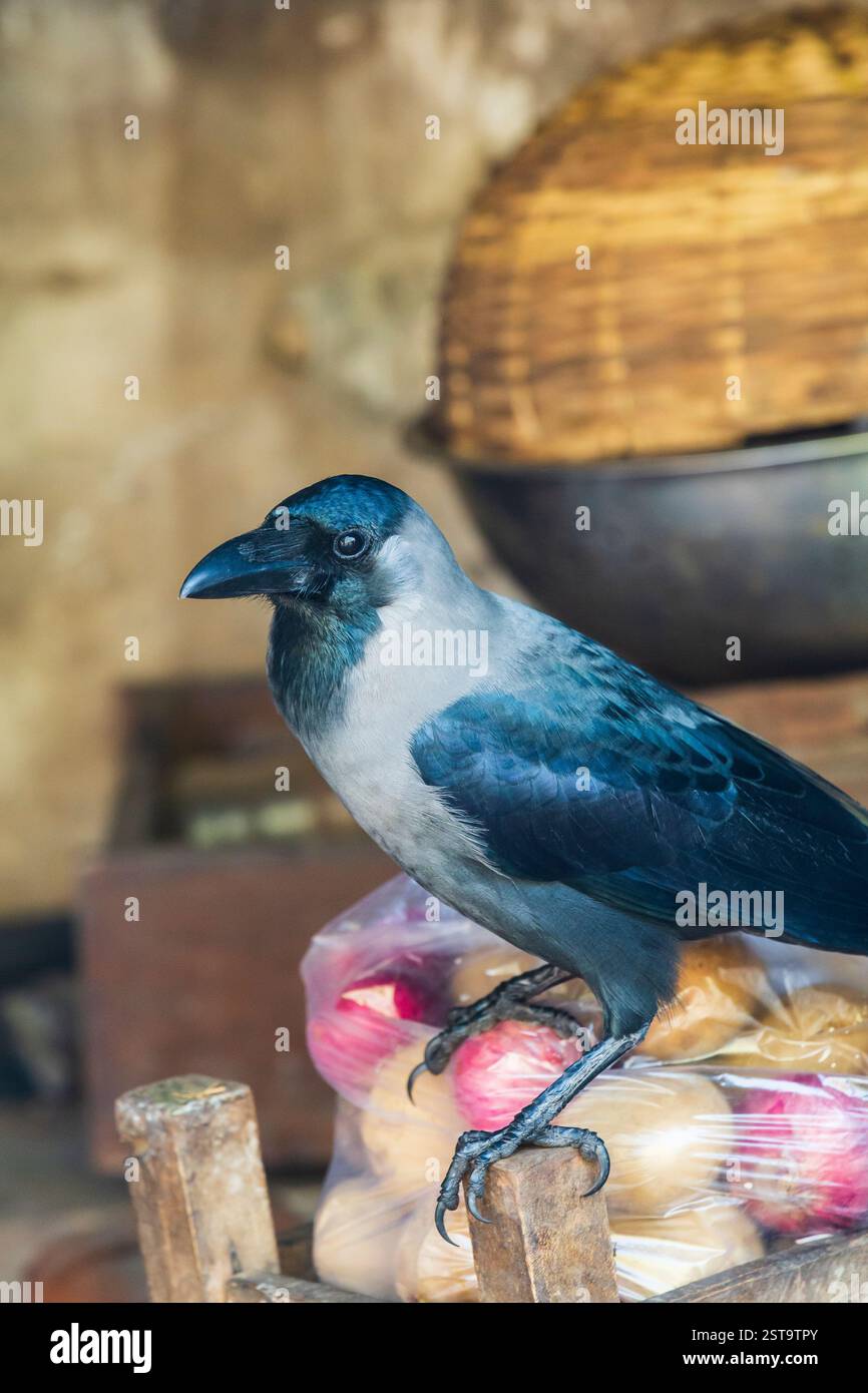 Asia, India, West Bengal,Kolkata, Mullik Ghat Flower Market. House crow ...