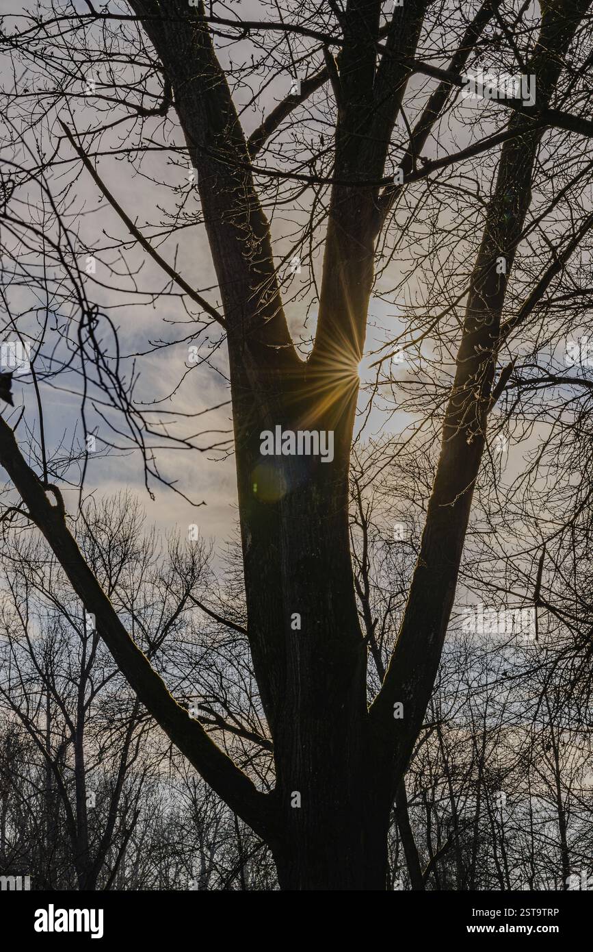 Rays of sunlight break through the branches of a large tree at dusk ...