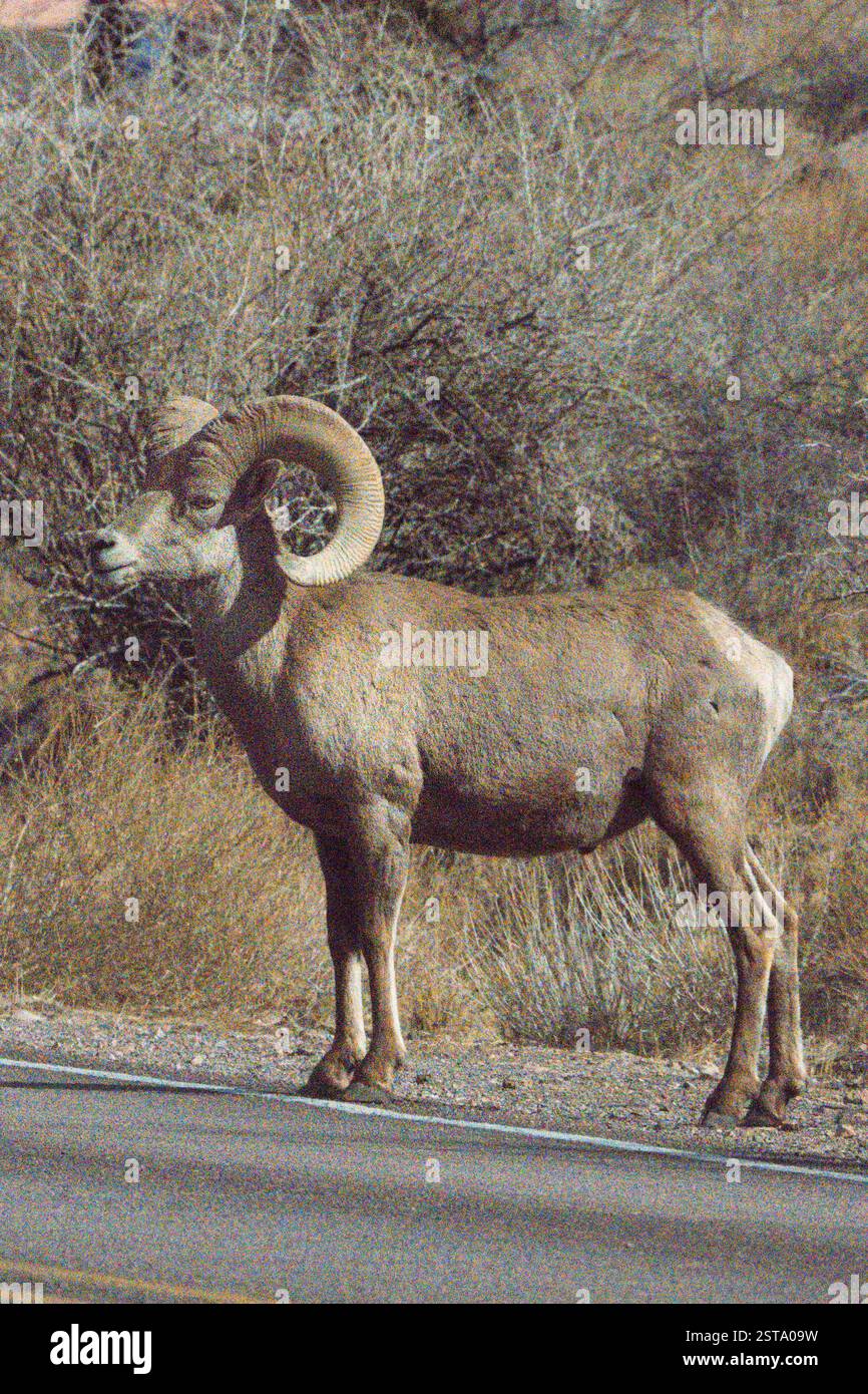 Big Horn Sheep (Ovis canadensis) in Valley of the Fire State Park in ...