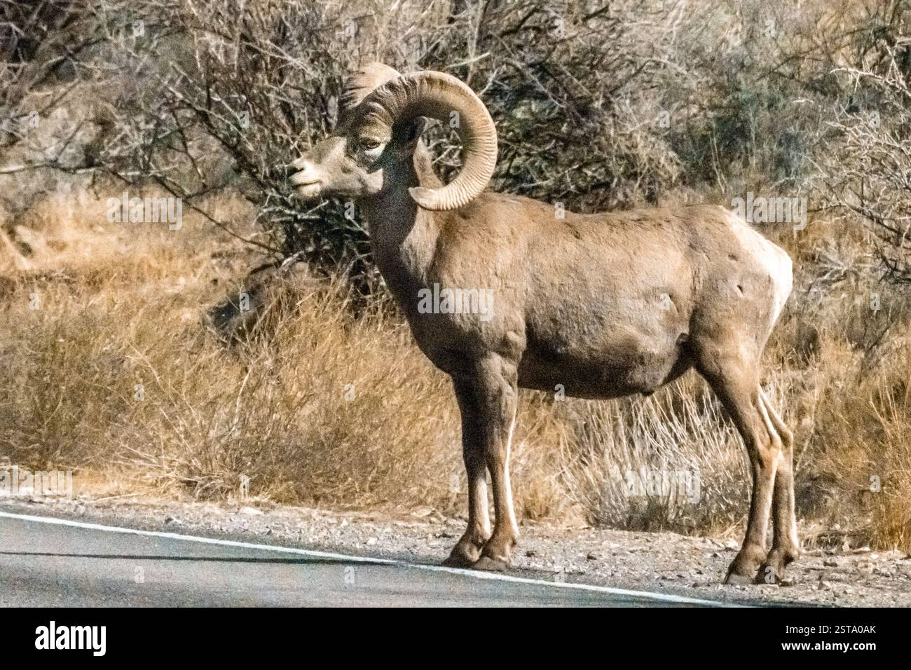 Big Horn Sheep (Ovis canadensis) in Valley of the Fire State Park in ...