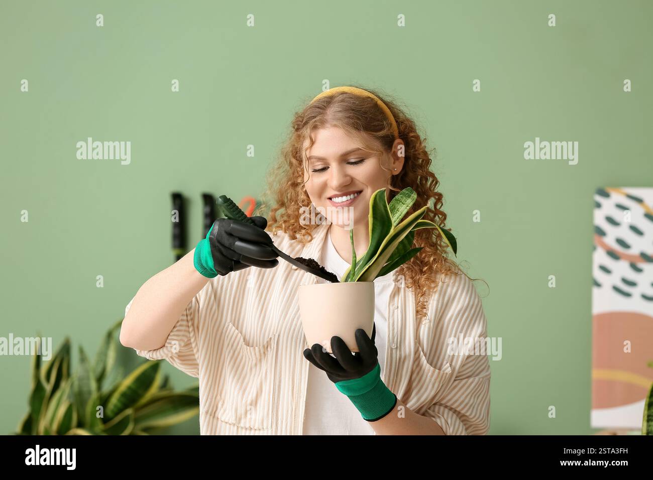 Pretty young woman with shovel transplanting sansevieria plant at home ...