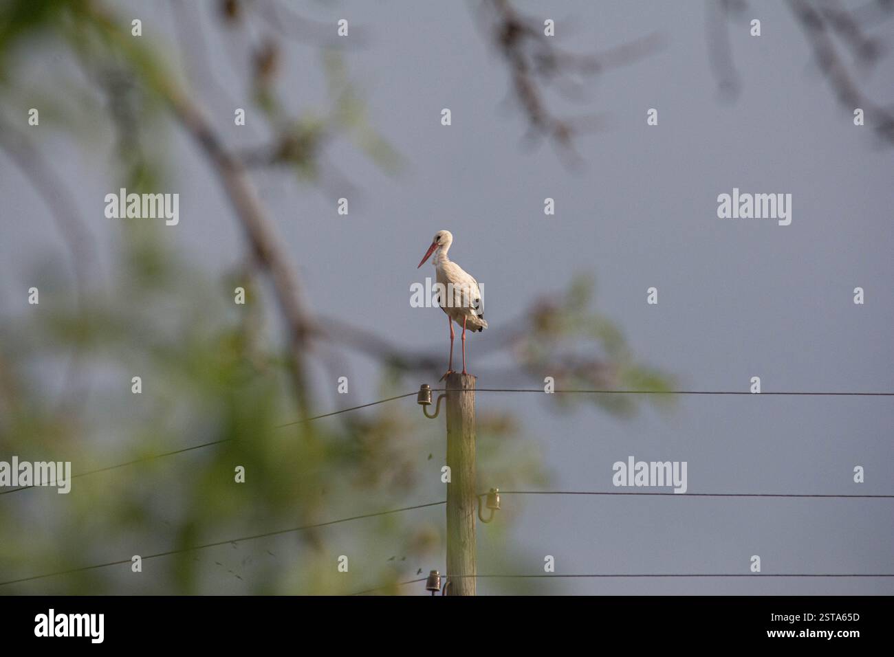 White stork on a pole. Stork in the wild. Beautiful birds. Wild birds ...