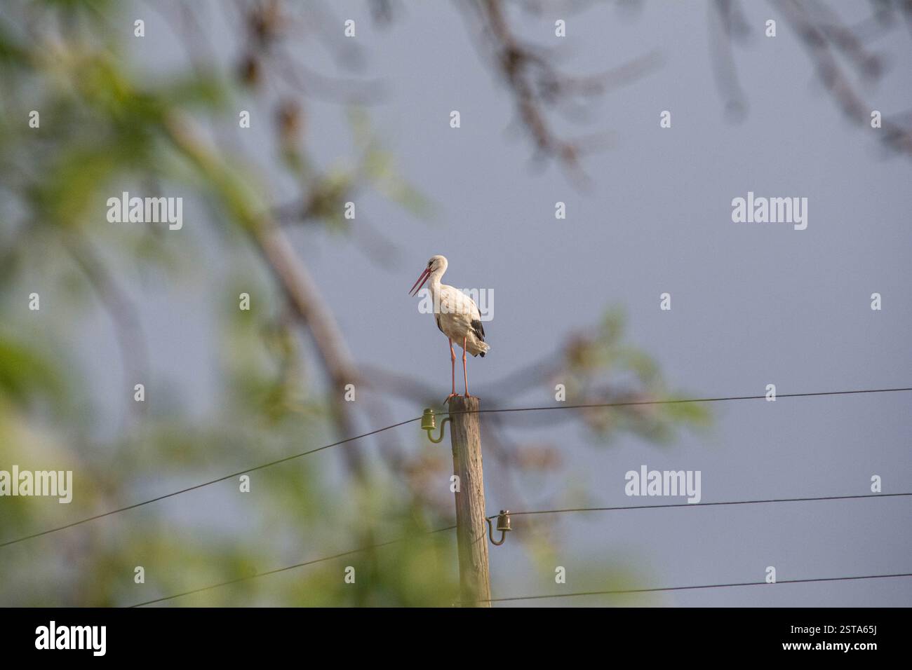 White stork on a pole. Stork in the wild. Beautiful birds. Wild birds ...